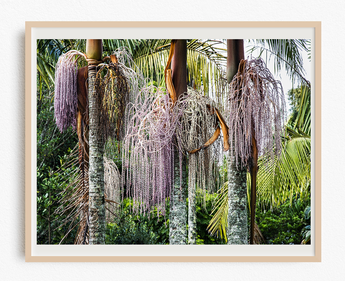 Nikau Palm | Wall Art NZ – One Thousand Blooms